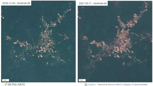 Cambodians fight the ‘cancer’ eating away at Prey Lang Wildlife Sanctuary