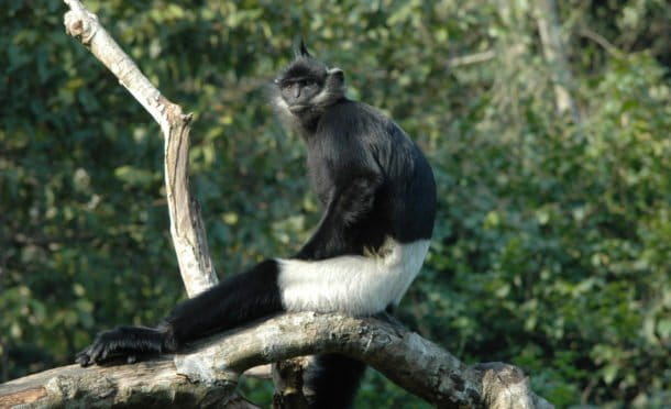 Thriving population of endangered monkeys gives hope to conservationists