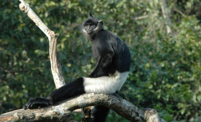 Thriving population of endangered monkeys gives hope to conservationists