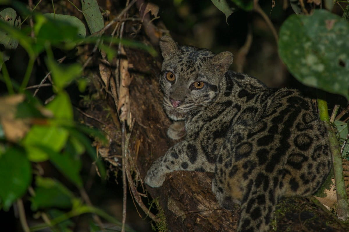 In Indonesia, an illegal leopard trade thrives out of sight, new study ...