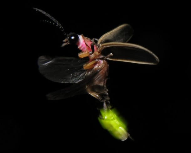 New assessment shines a light on the state of North America’s fireflies