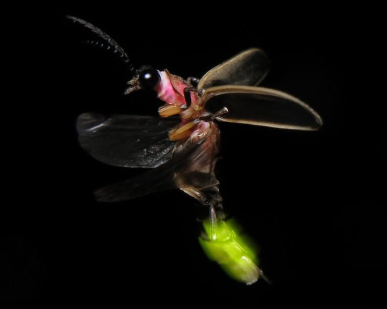 New assessment shines a light on the state of North America’s fireflies