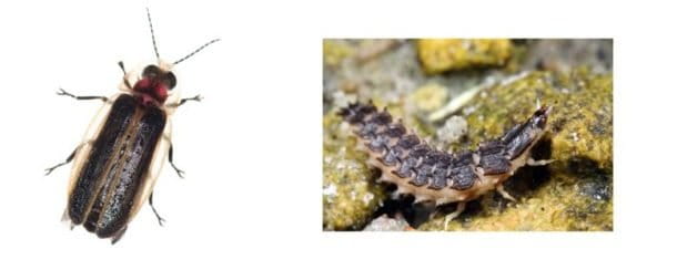 New assessment shines a light on the state of North America’s fireflies