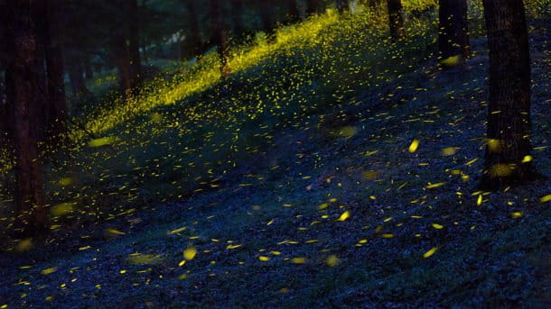 New assessment shines a light on the state of North America’s fireflies