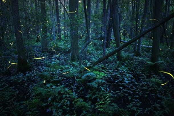 New assessment shines a light on the state of North America’s fireflies