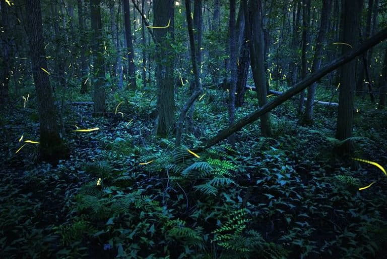New assessment shines a light on the state of North America’s fireflies