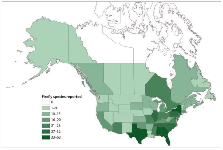 New assessment shines a light on the state of North America’s fireflies