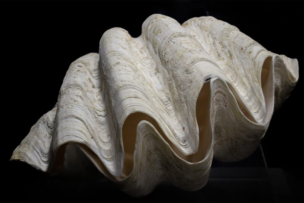 Surge in seizures of giant clam shells has Philippine conservationists wary
