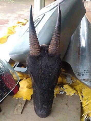 In Sumatra, a vulnerable, ‘mythical’ wild goat lives an unknown life