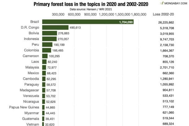 Global forest loss increased in 2020