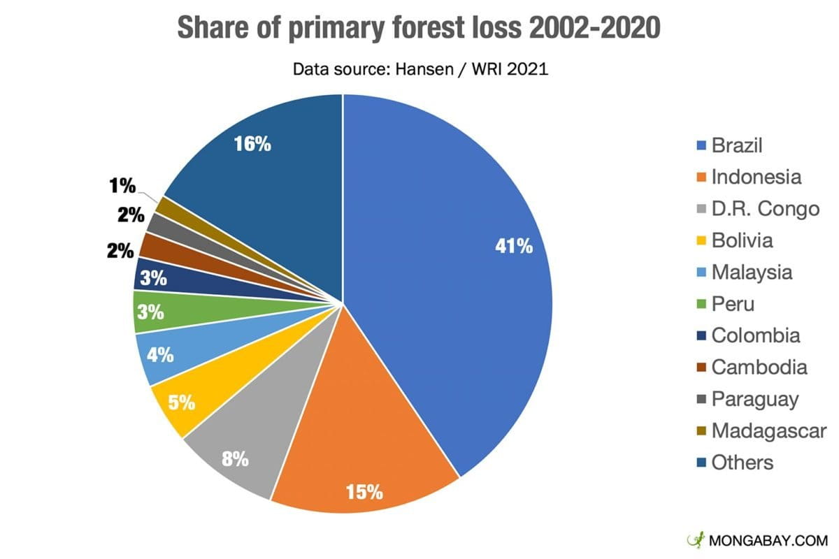 Global forest loss increased in 2020