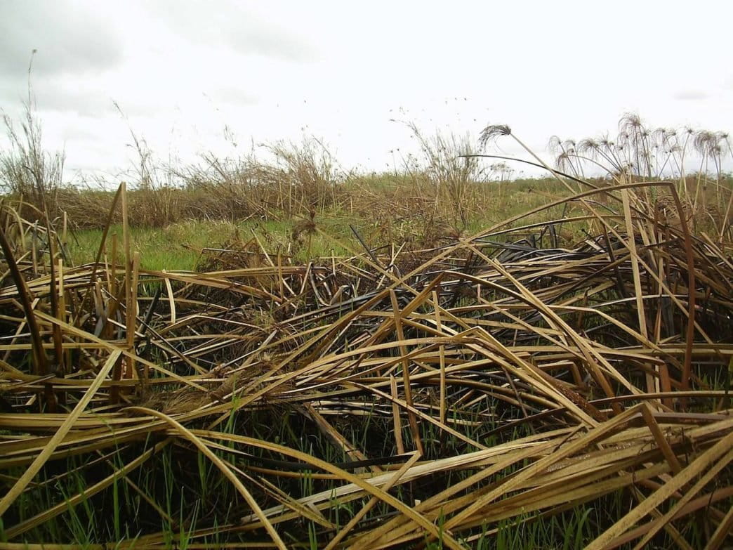 Madagascar: Businesses drive disappearance of a wetland ‘reed forest’