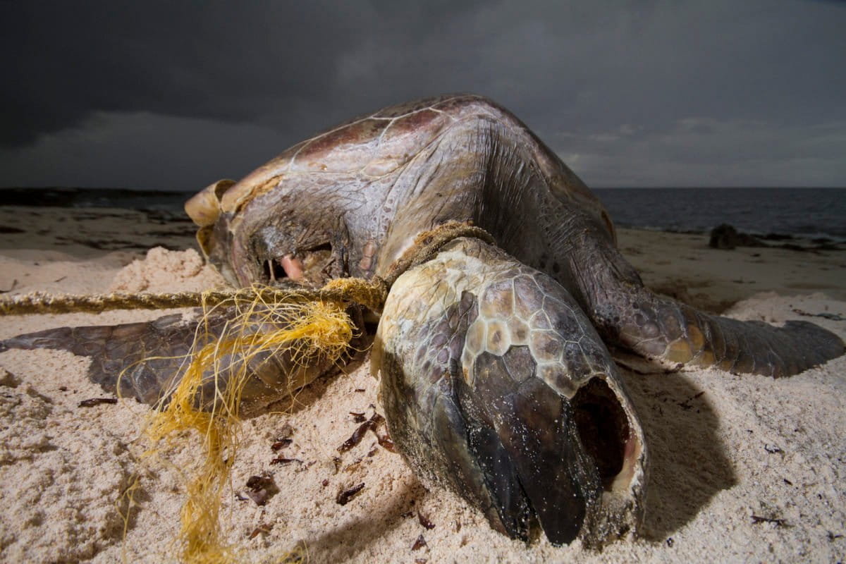 European tuna boats dump fishing debris in Seychelles waters ‘with ...
