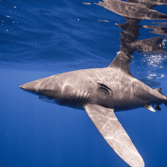 Conservation news on Sharks
