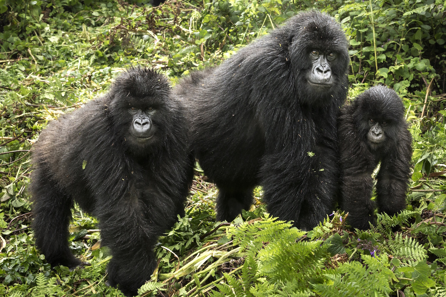 Caring for those ‘just like us’: Q&A with vet and great ape advocate ...