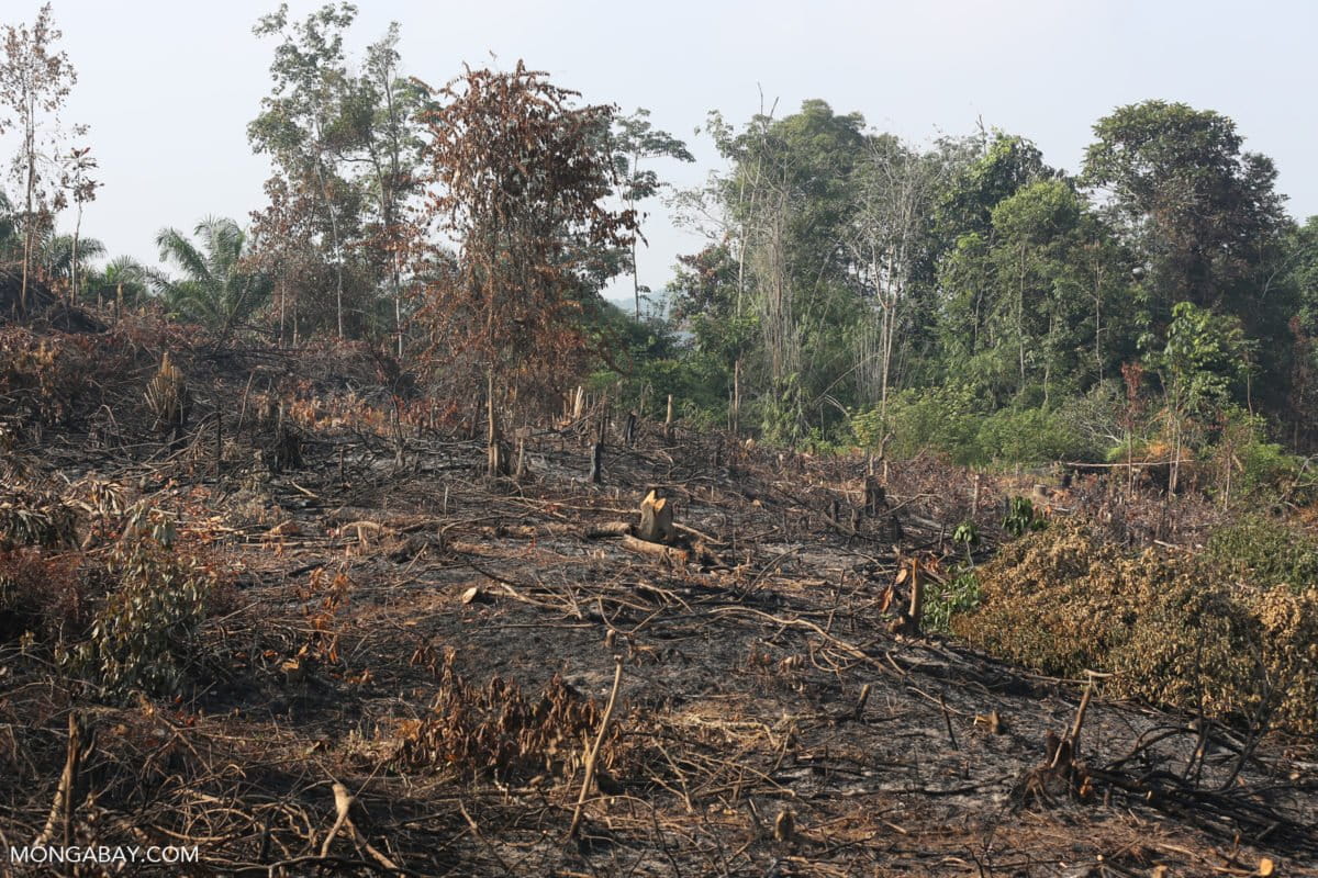 Indonesia’s biodiesel program fuels deforestation threat, report warns