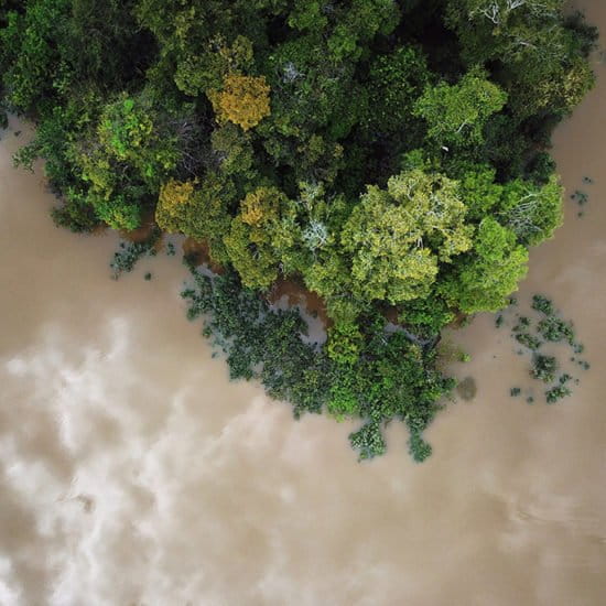 Conservation news on Rainforests and Venezuela