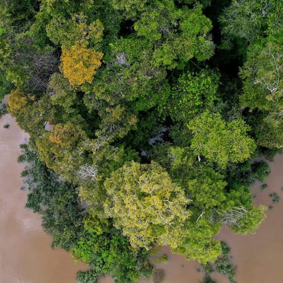 Conservation news on Rainforest Agriculture