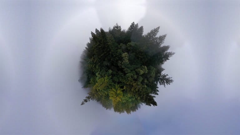 Forests and the Fate of Civilizations: A Conversation with John Perlin