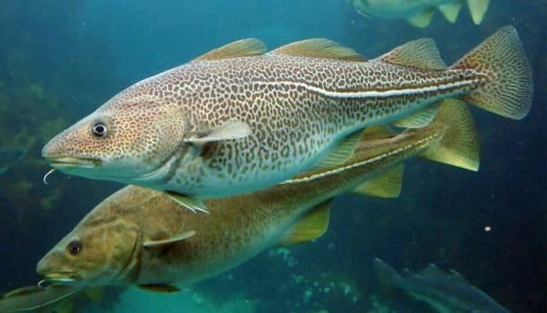 Arctic biodiversity at risk as world overshoots climate planetary boundary