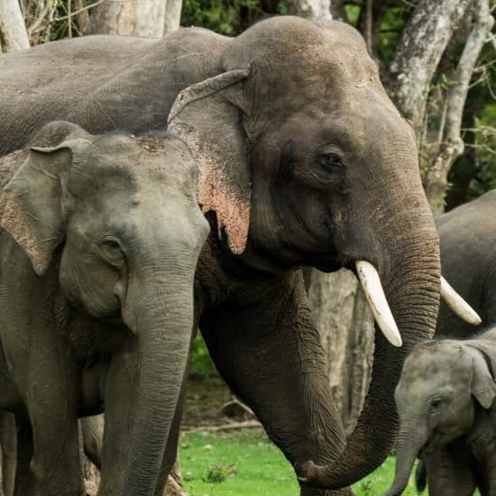 Malaka Rodrigo Archives - Page 2 of 4 - Conservation news