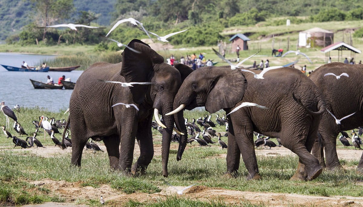 An engaged society is key for the future of African conservation, says ...