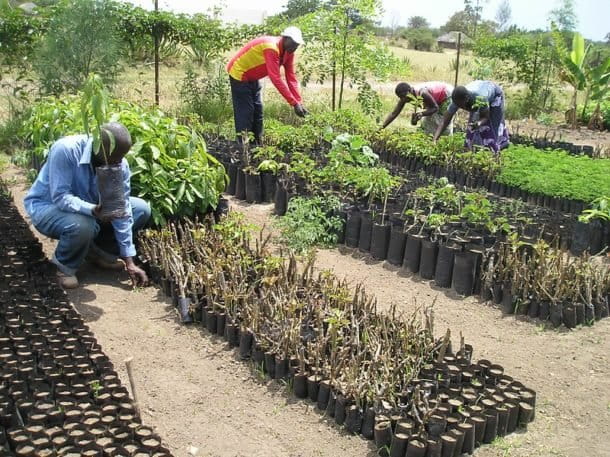 How to pick a tree-planting project? Mongabay launches transparency ...