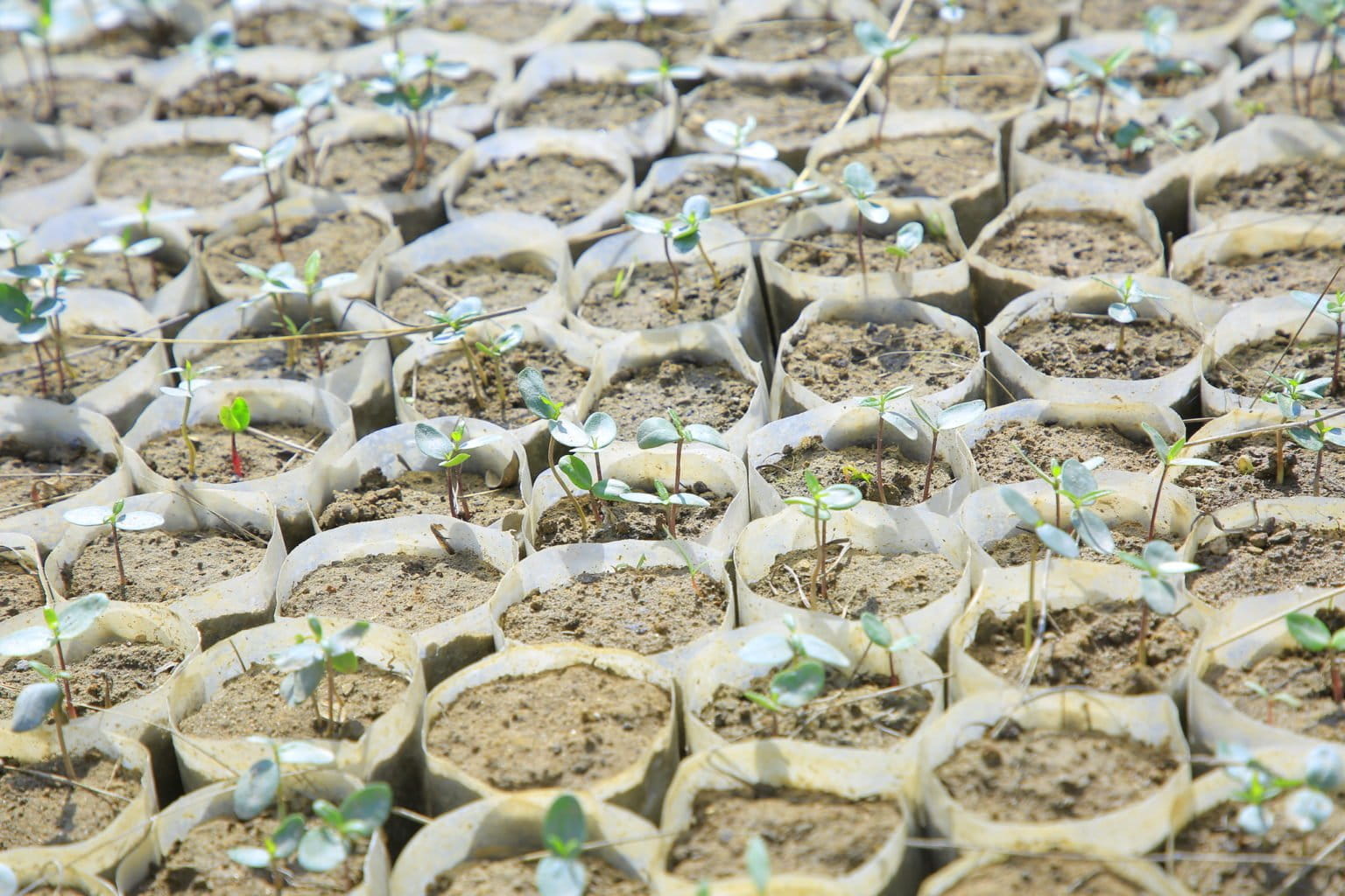 How to pick a tree-planting project? Mongabay launches transparency ...