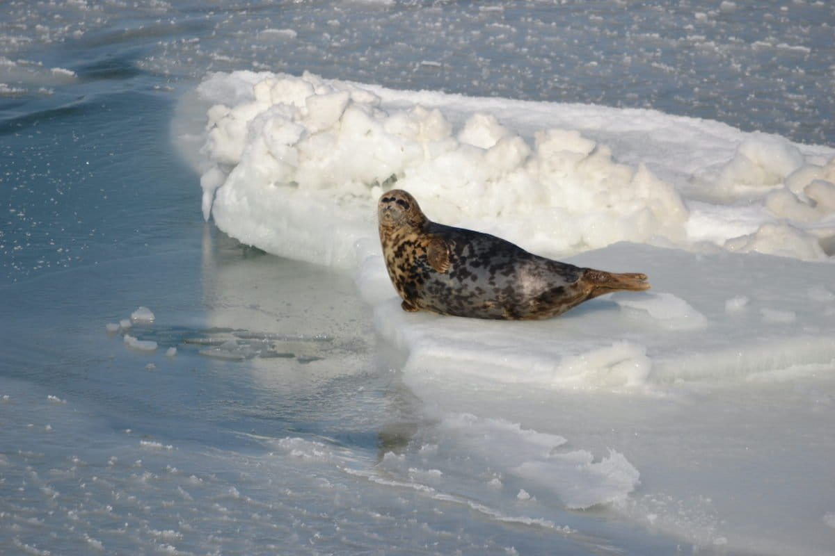 Latest mass stranding raises concerns for endangered Caspian seals