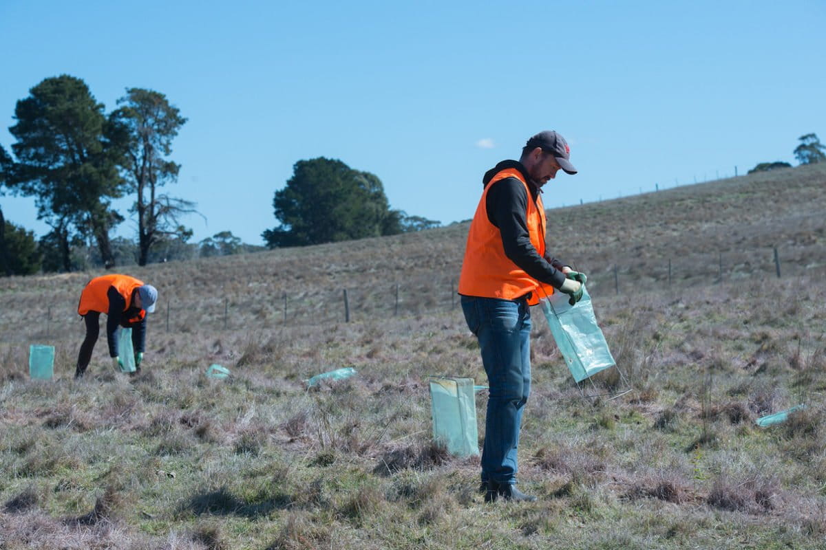 Is planting trees as good for the Earth as everyone says?