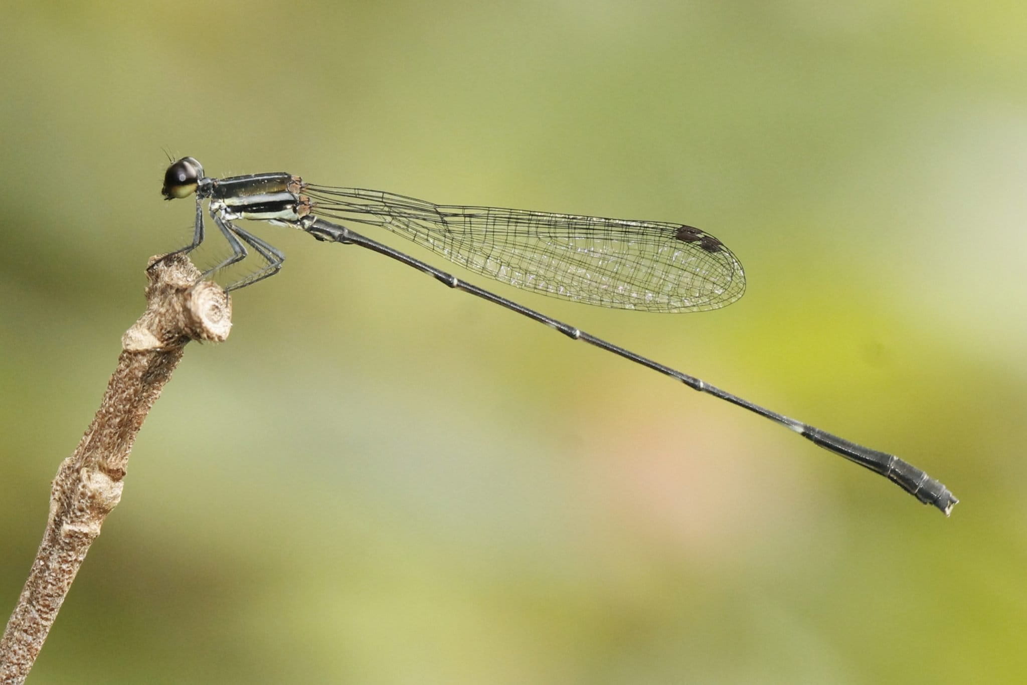 In Sri Lanka, here be dragonflies and damselflies like nowhere else ...