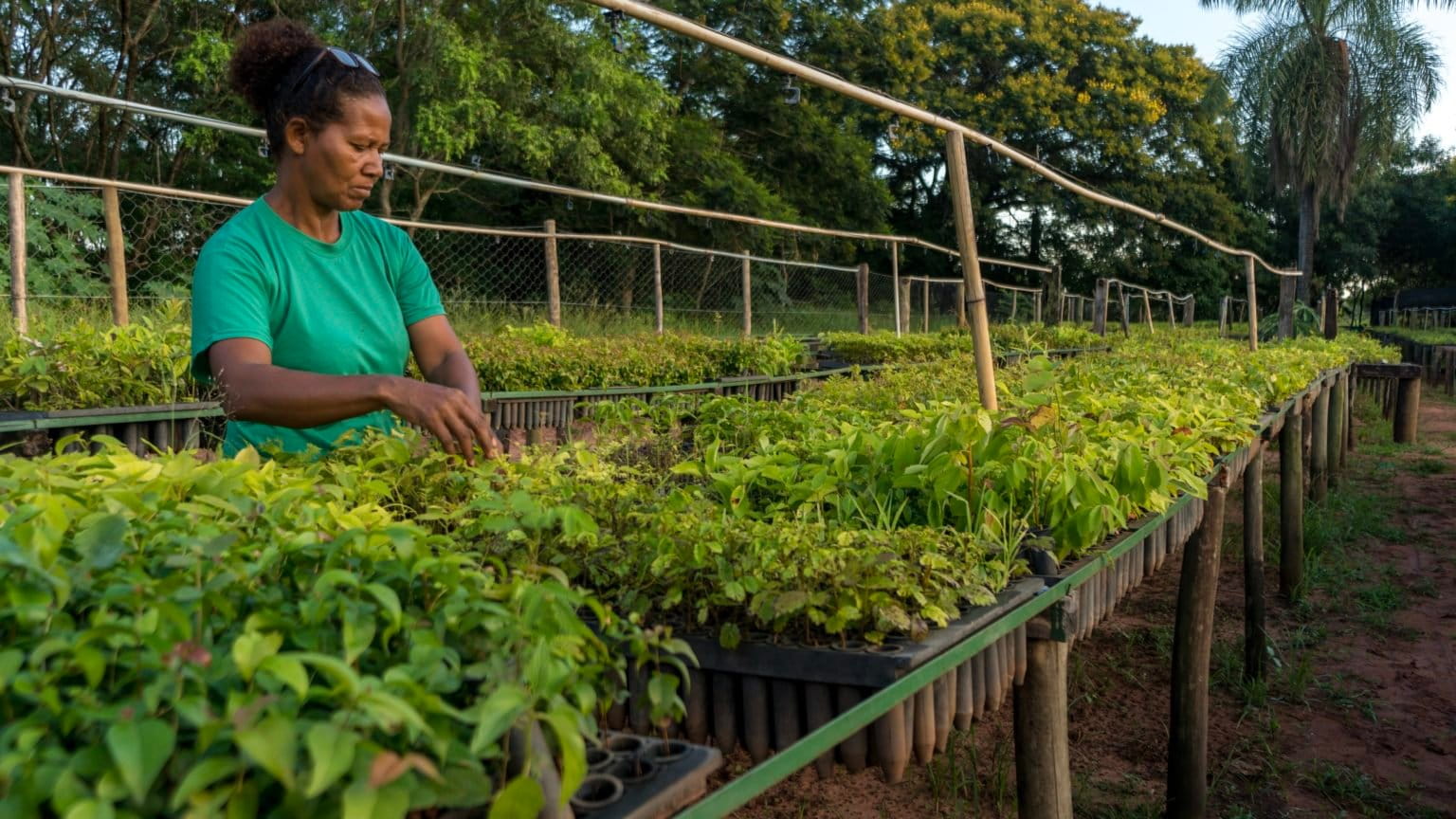 Click here to plant a tree: Q&A with Ecosia’s Pieter van Midwood