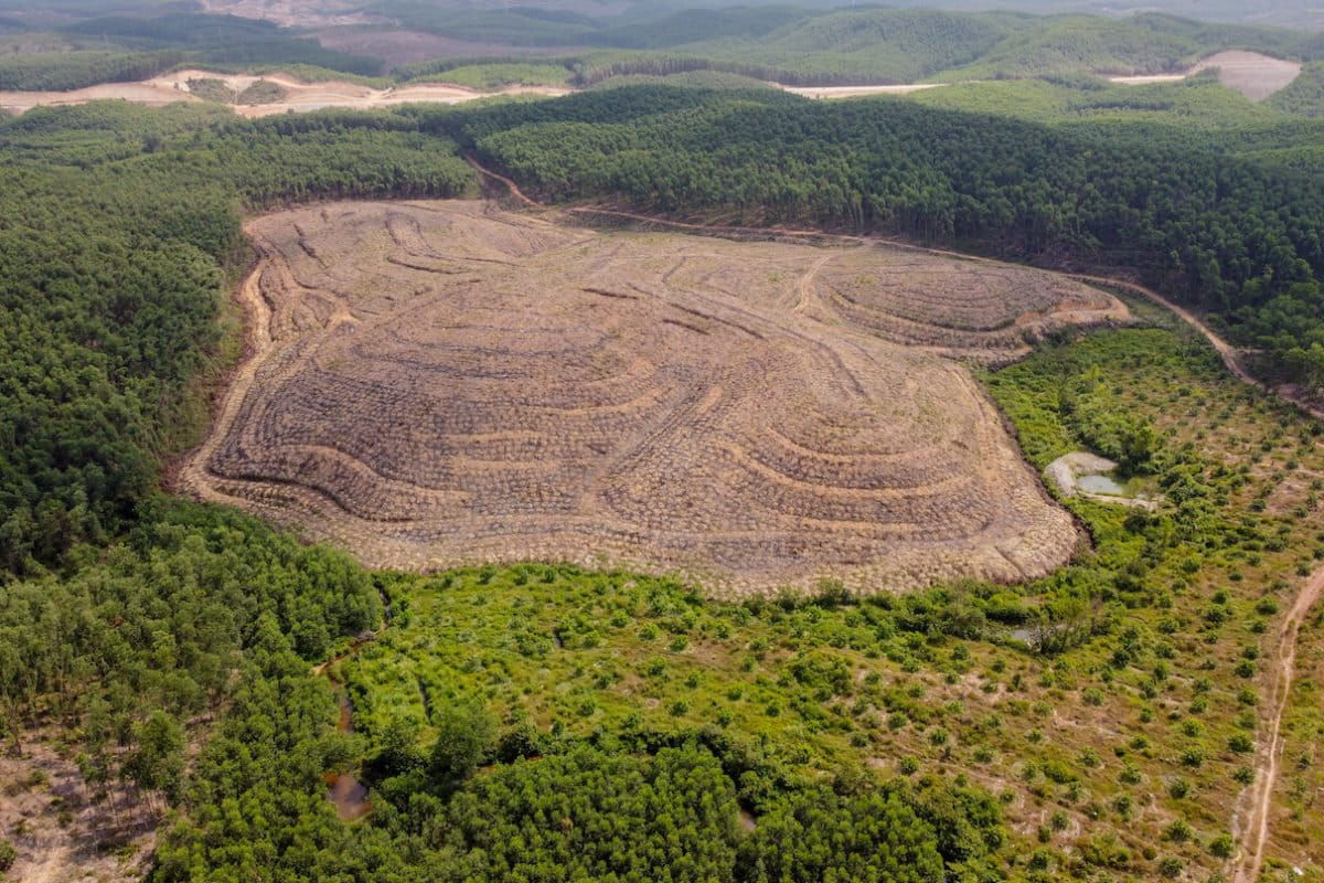 ‘Drastic forest development’: Vietnam to plant 1 billion trees — but how?