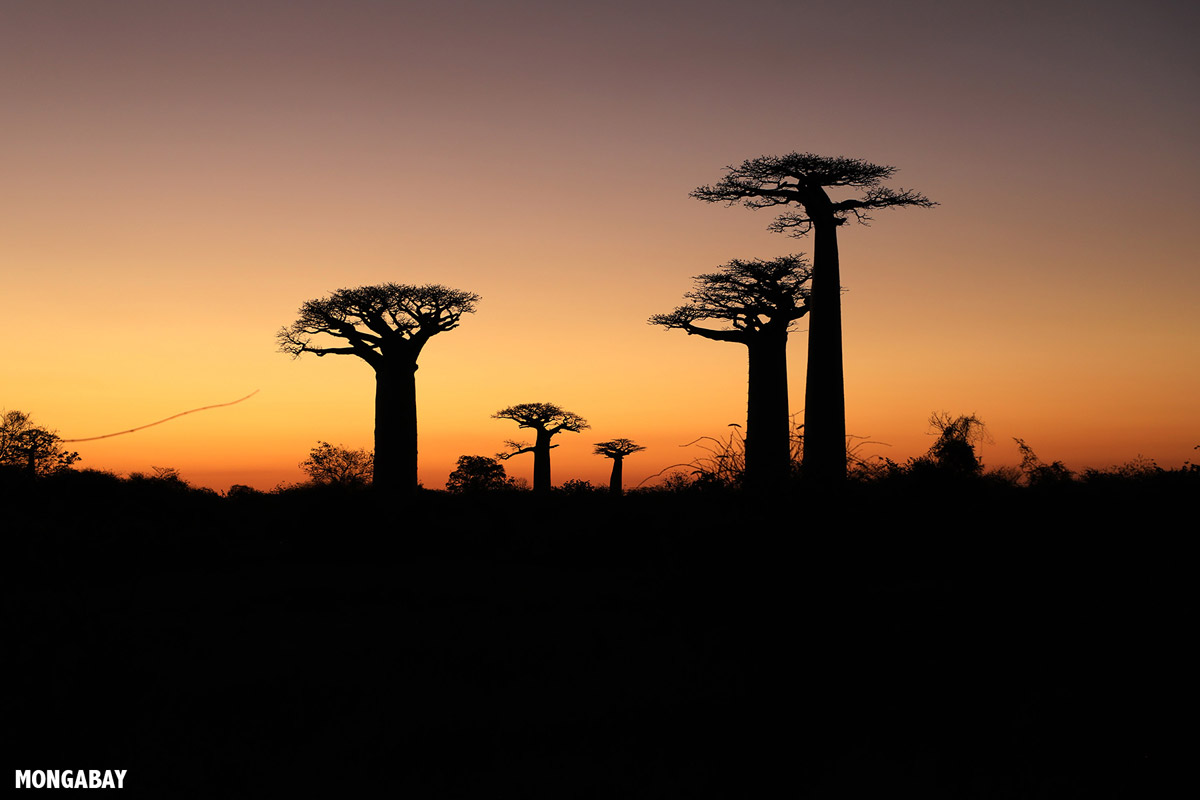 Series: Conservation in Madagascar