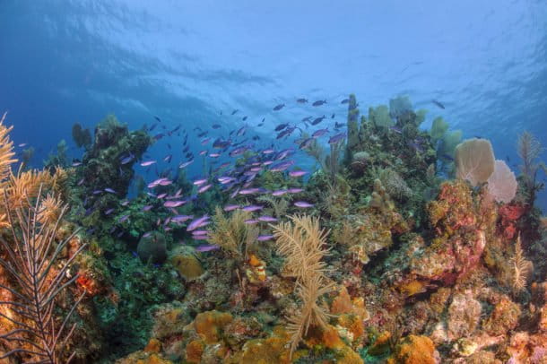 'Inspiring behavior change so people and nature thrive': Q&A with Rare ...