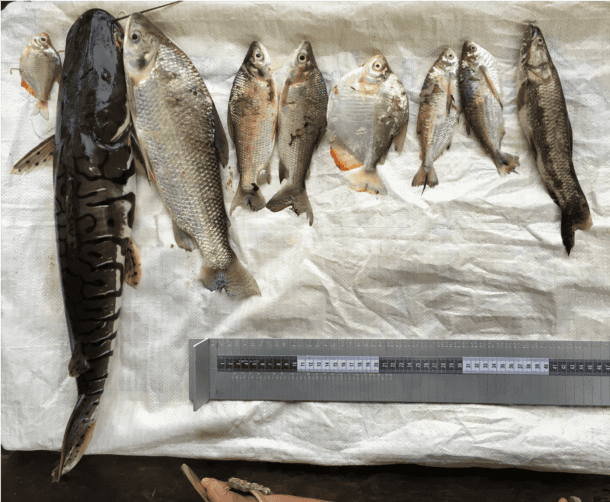 Declining fish biodiversity in Peruvian Amazon affecting human nutrition