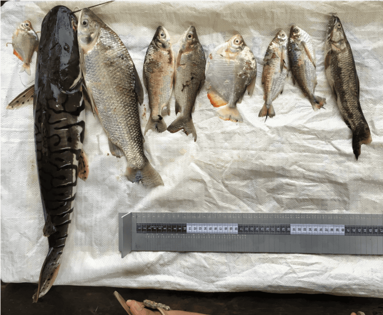 Declining fish biodiversity in Peruvian Amazon affecting human nutrition