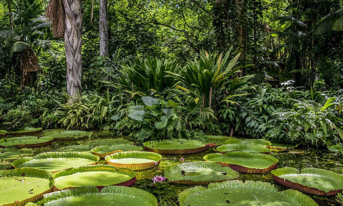 Study shows it took the Amazon as we know it over 6 million years to form