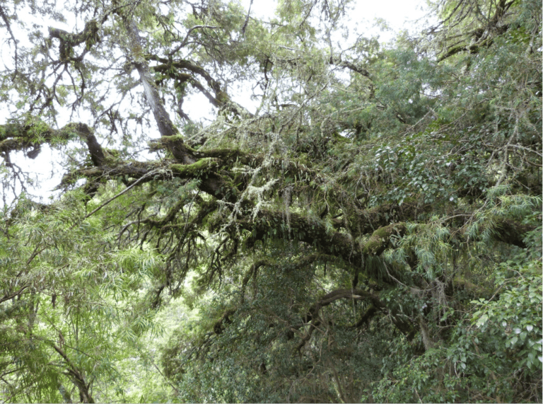 The secret bears of Bolivia’s lost dry forests