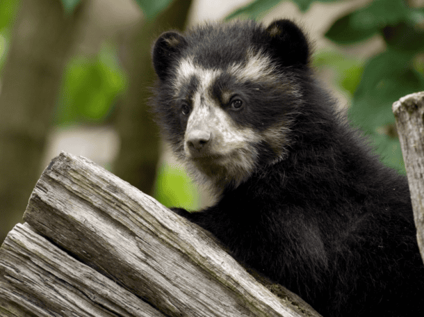 The secret bears of Bolivia’s lost dry forests