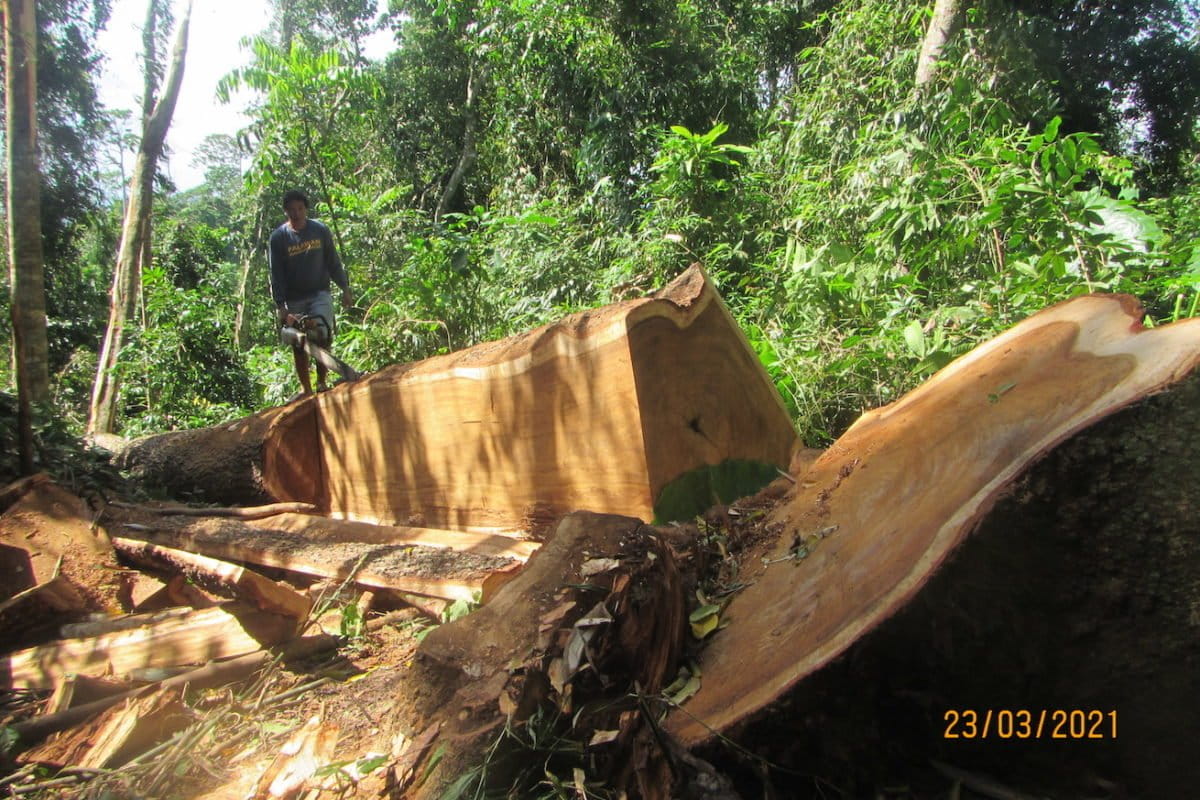 Illegal logging in Philippines’ Palawan stokes fears of a mining resurgence