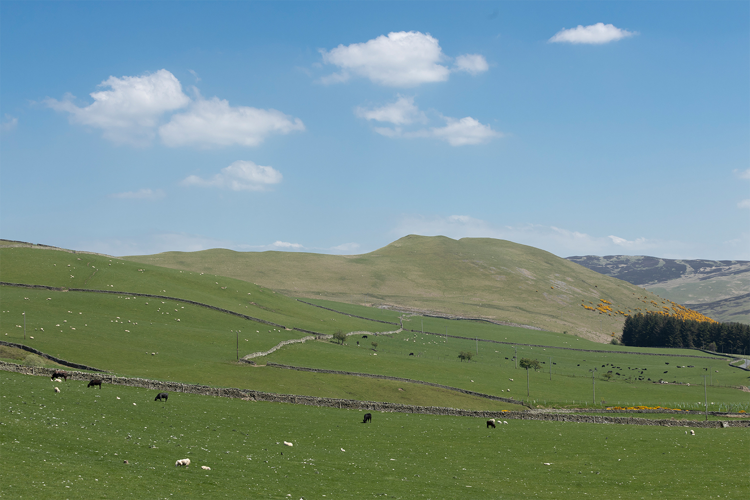 In Scotland, the rewilding movement looks to the past to plan its future