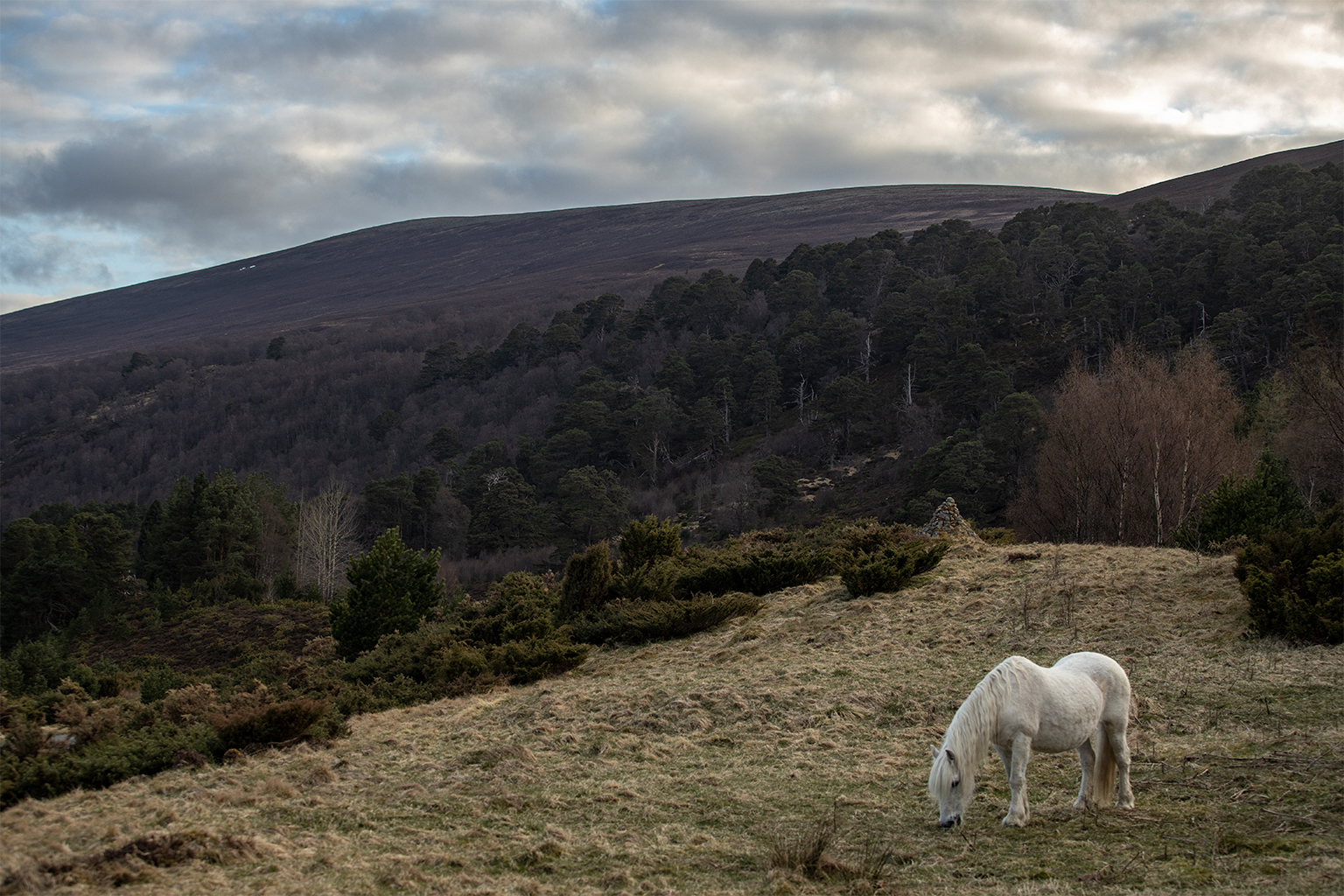 In Scotland, the rewilding movement looks to the past to plan its future