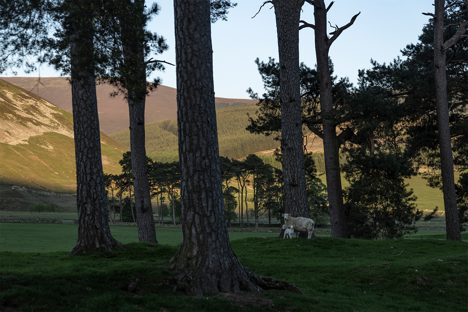 In Scotland, the rewilding movement looks to the past to plan its future