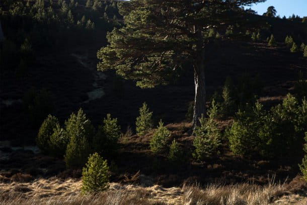 In Scotland, the rewilding movement looks to the past to plan its future