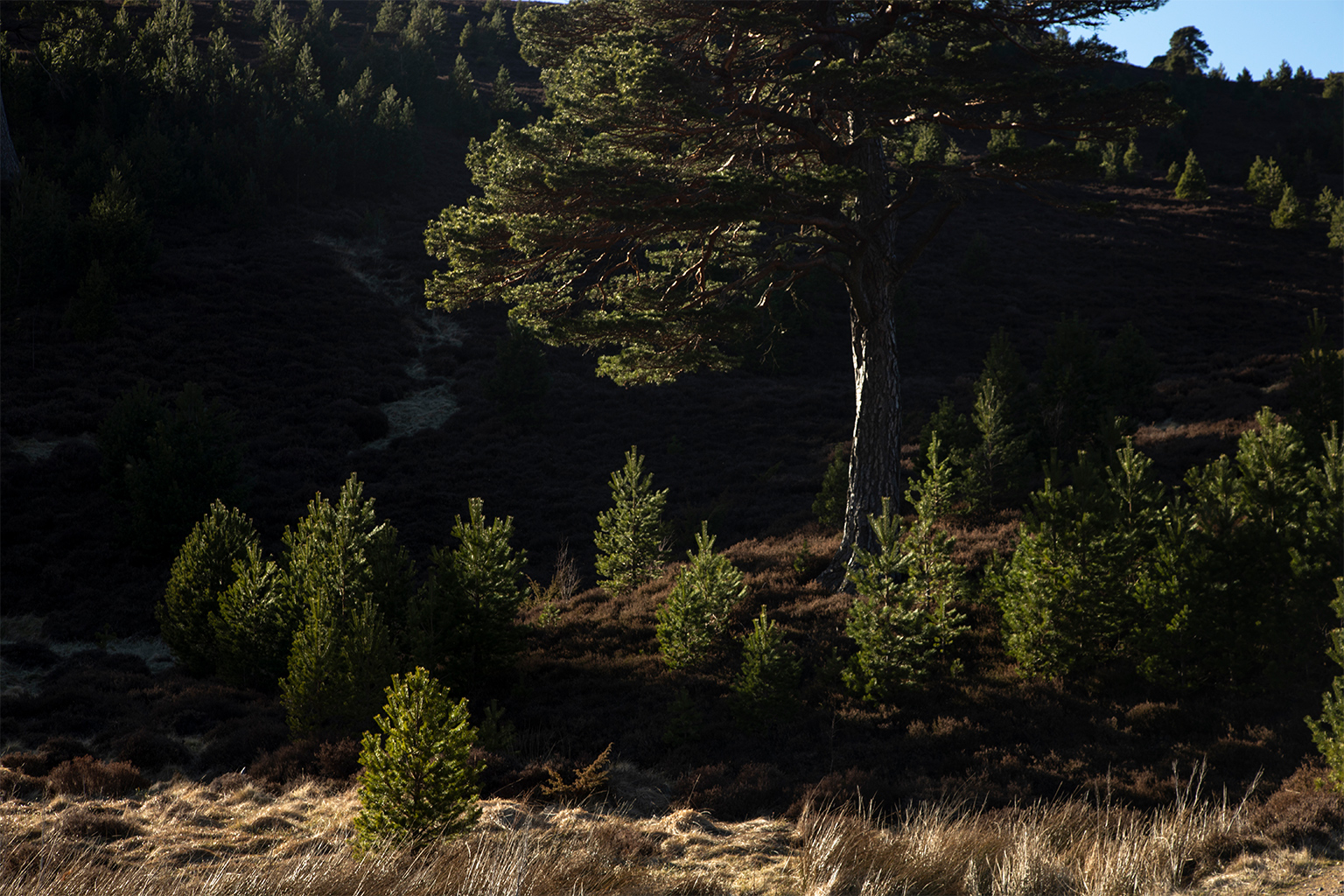 In Scotland, the rewilding movement looks to the past to plan its future