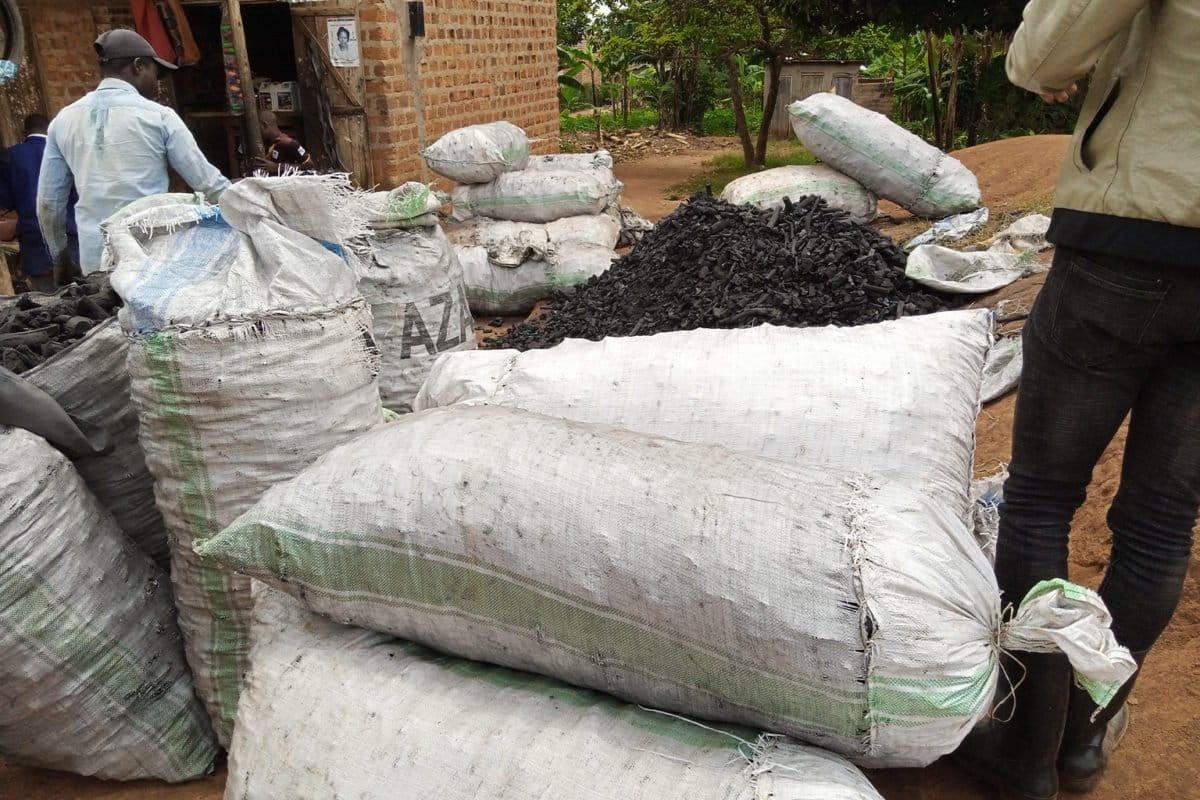 Rush to turn ‘black diamonds’ into cash eats up Uganda’s forests, fruits