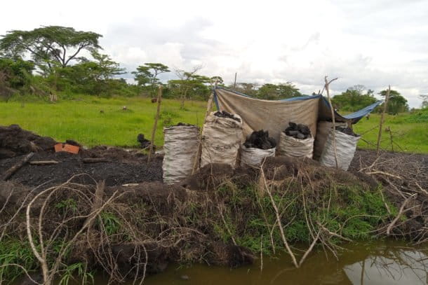 Rush to turn ‘black diamonds’ into cash eats up Uganda’s forests, fruits