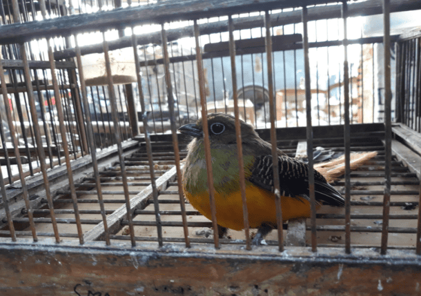 From common to captive, Javan pied starlings succumb to songbird trade