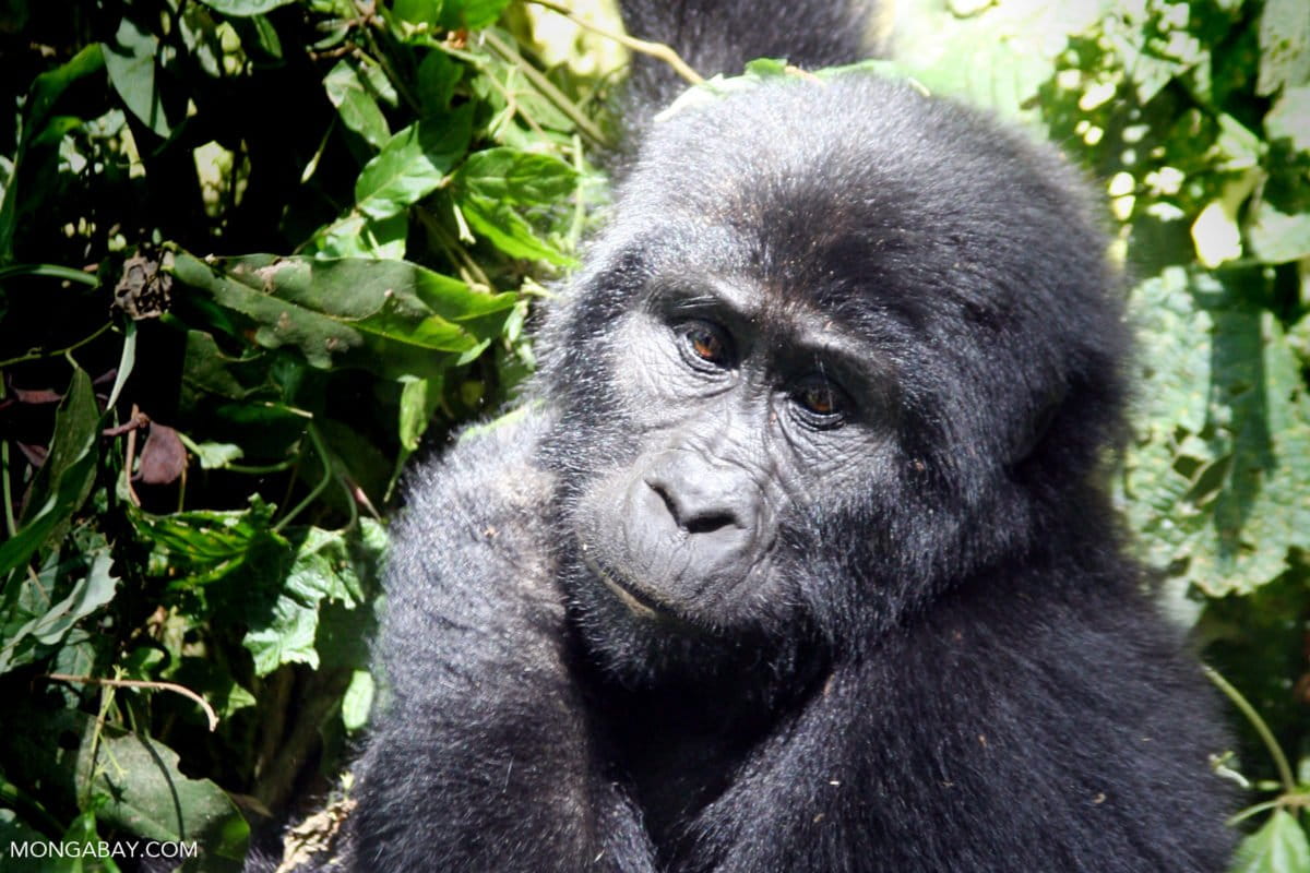 Morgan Erickson-Davis Archives - Conservation news